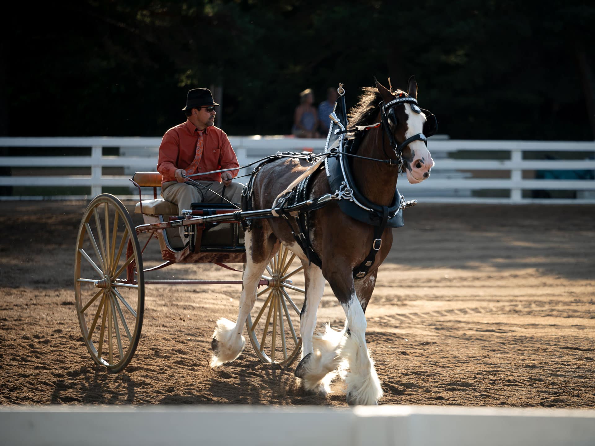 Draft Horse Information - Scott County Fair